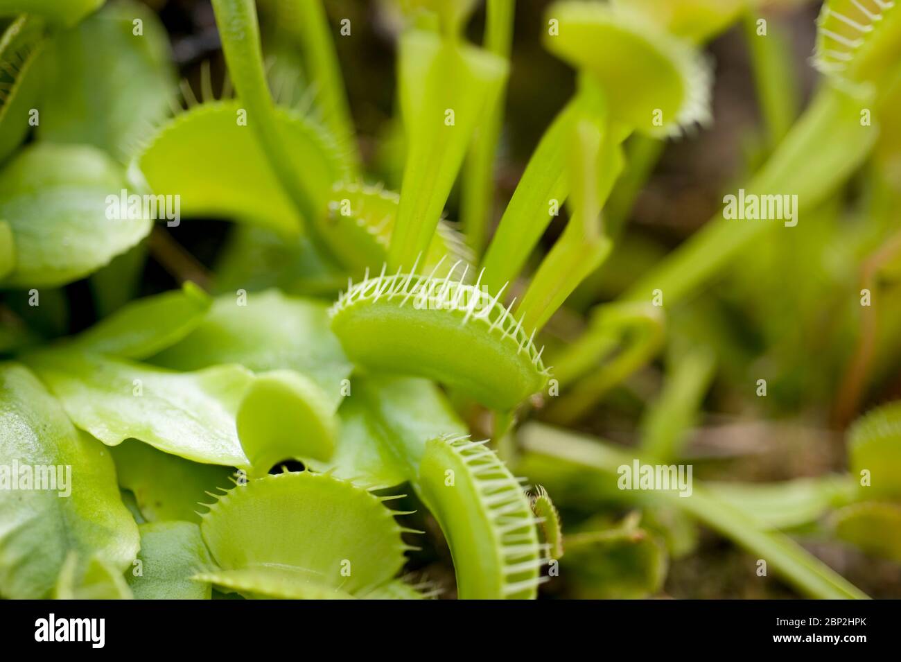 Dionaea muscipula, venus flytrap Stock Photo - Alamy
