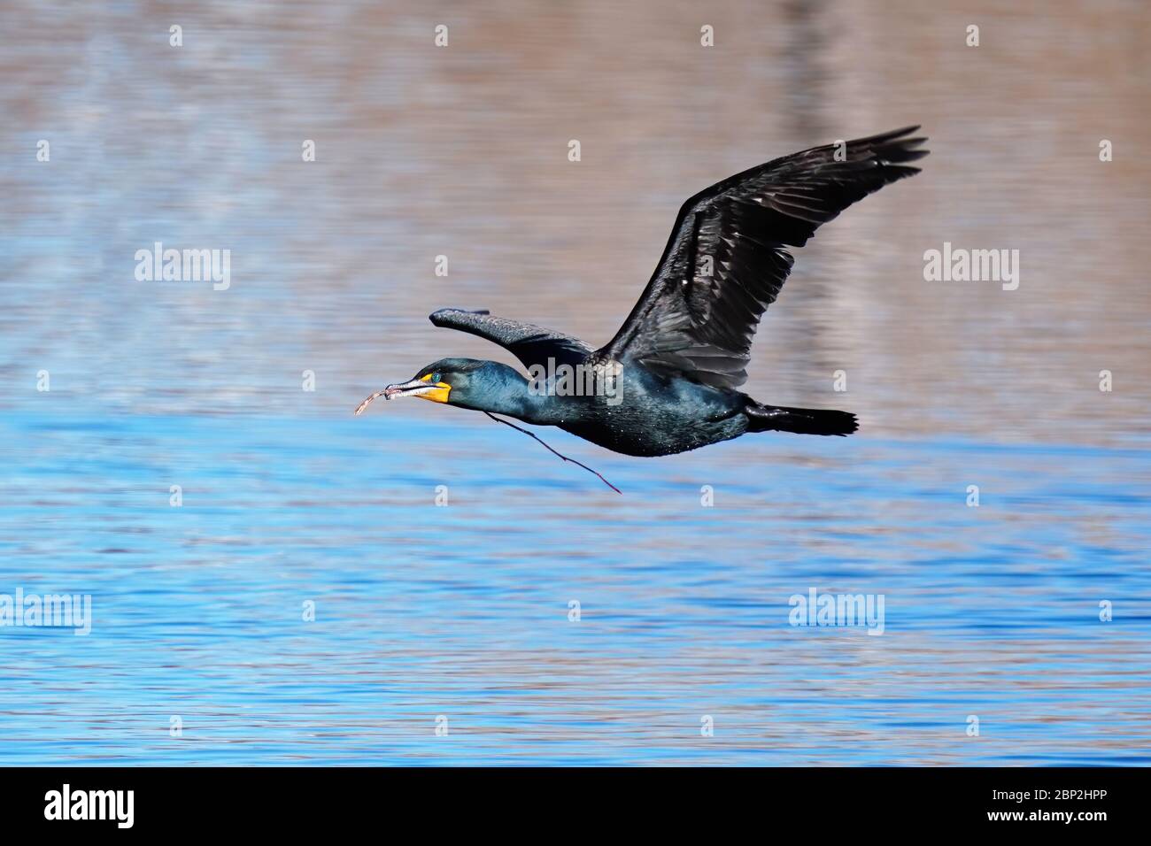 Double-crested cormorant (Phalacrocorax auritus) flying low above the ...