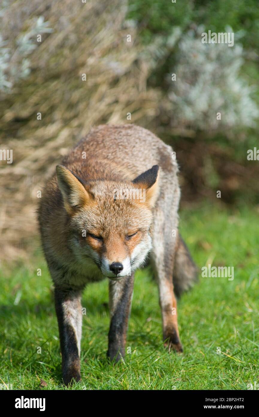 Wild fox in suburban garden London England Stock Photo - Alamy