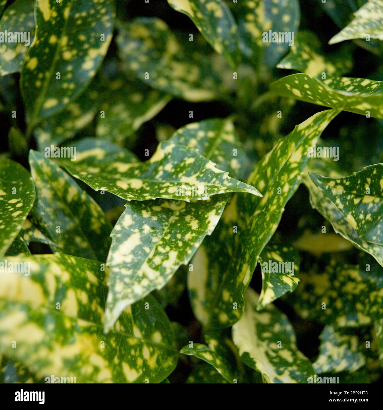 Aucuba japonica Marmorata, Japanese laurel Stock Photo - Alamy