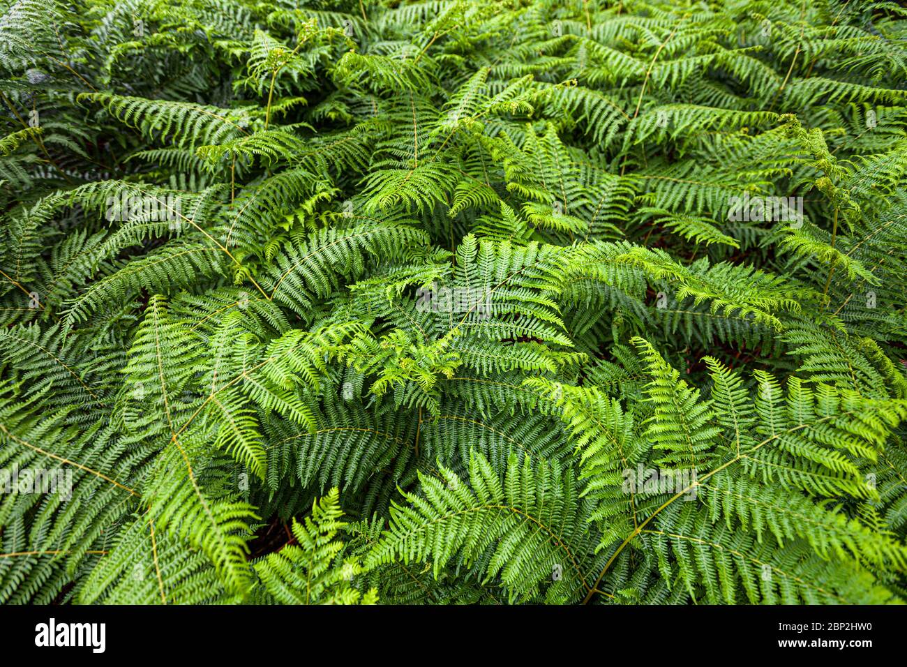 Fern in the Park of Brodick Castle on the Isle of Arran, Scotland Stock ...