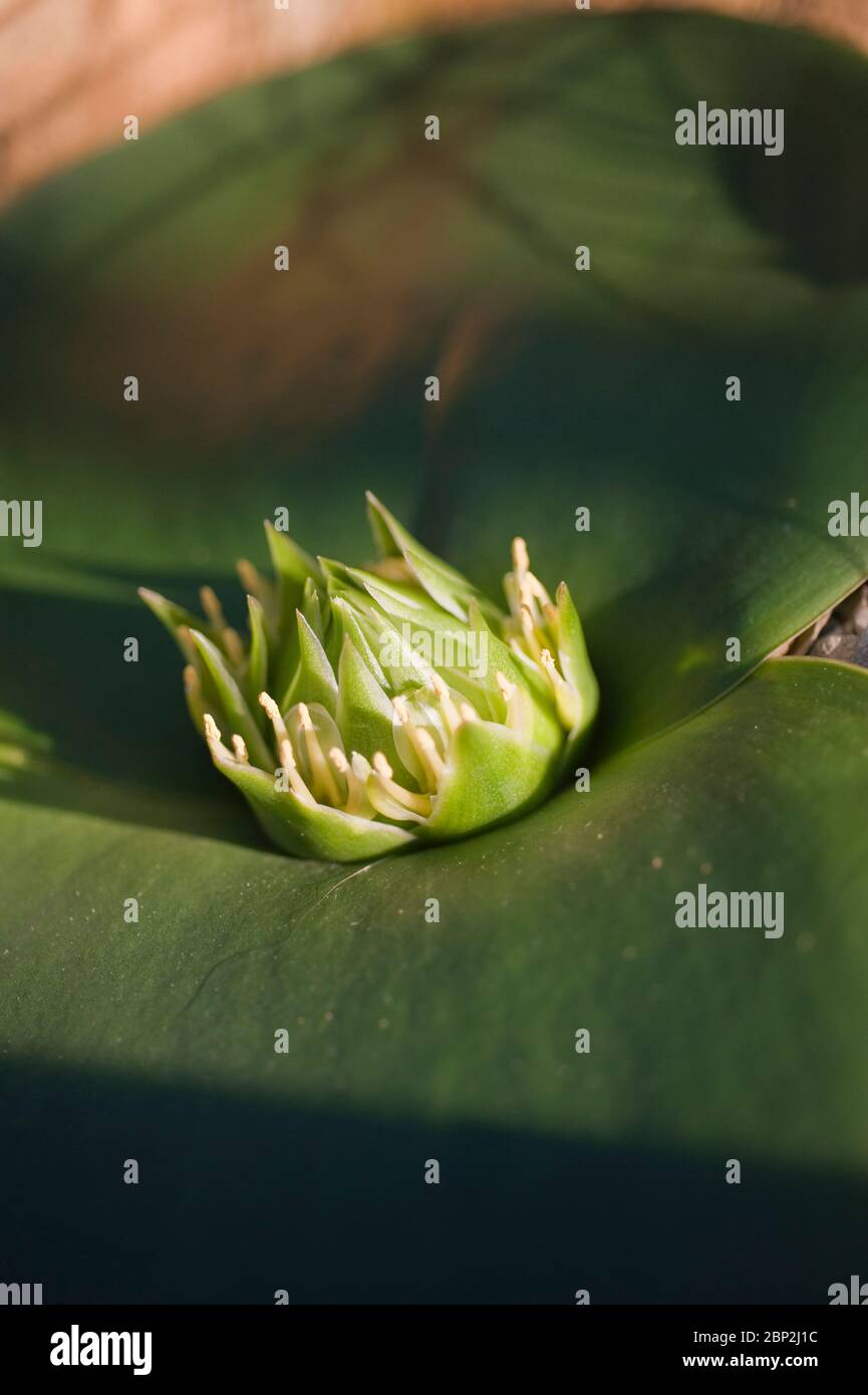 Massonia hi-res stock photography and images - Alamy