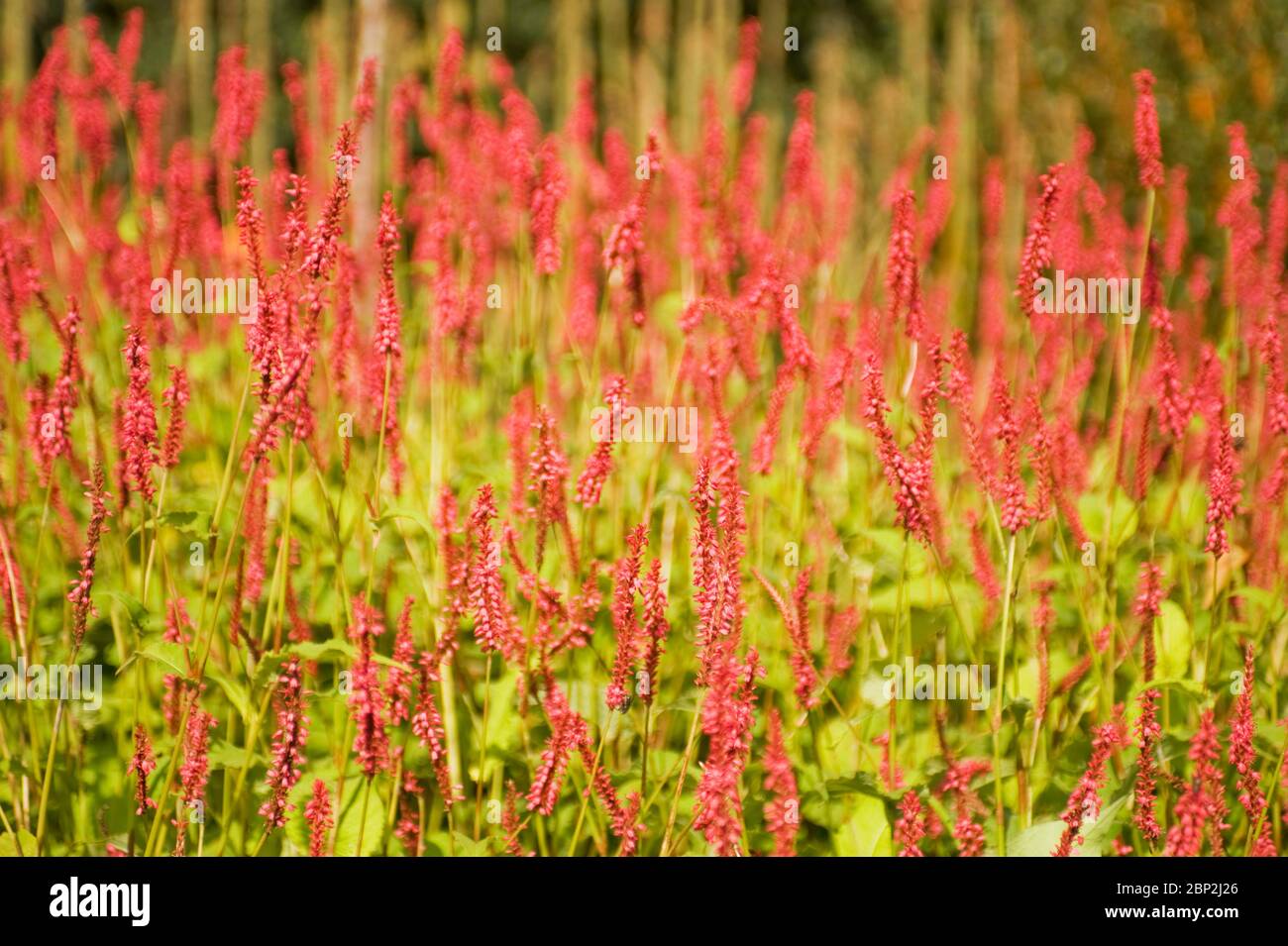 Red bistort persicaria amplexicaulis hi-res stock photography and ...