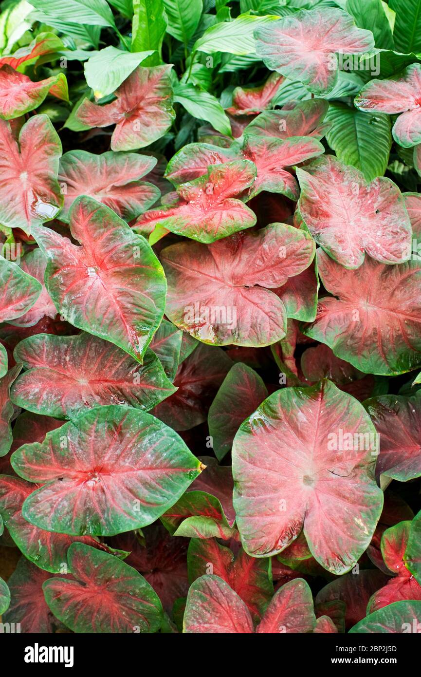 Caladium variety hi-res stock photography and images - Alamy