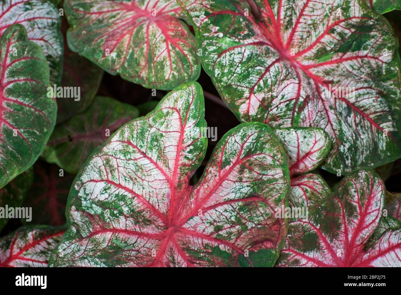 Caladium bicolor hi-res stock photography and images - Alamy