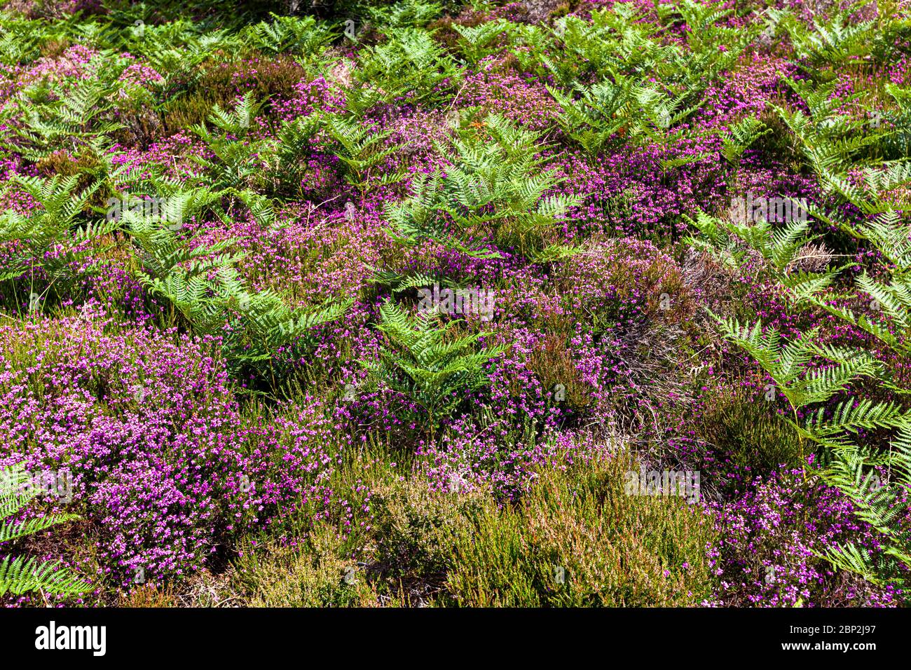 Fern scotland heather hi-res stock photography and images - Alamy