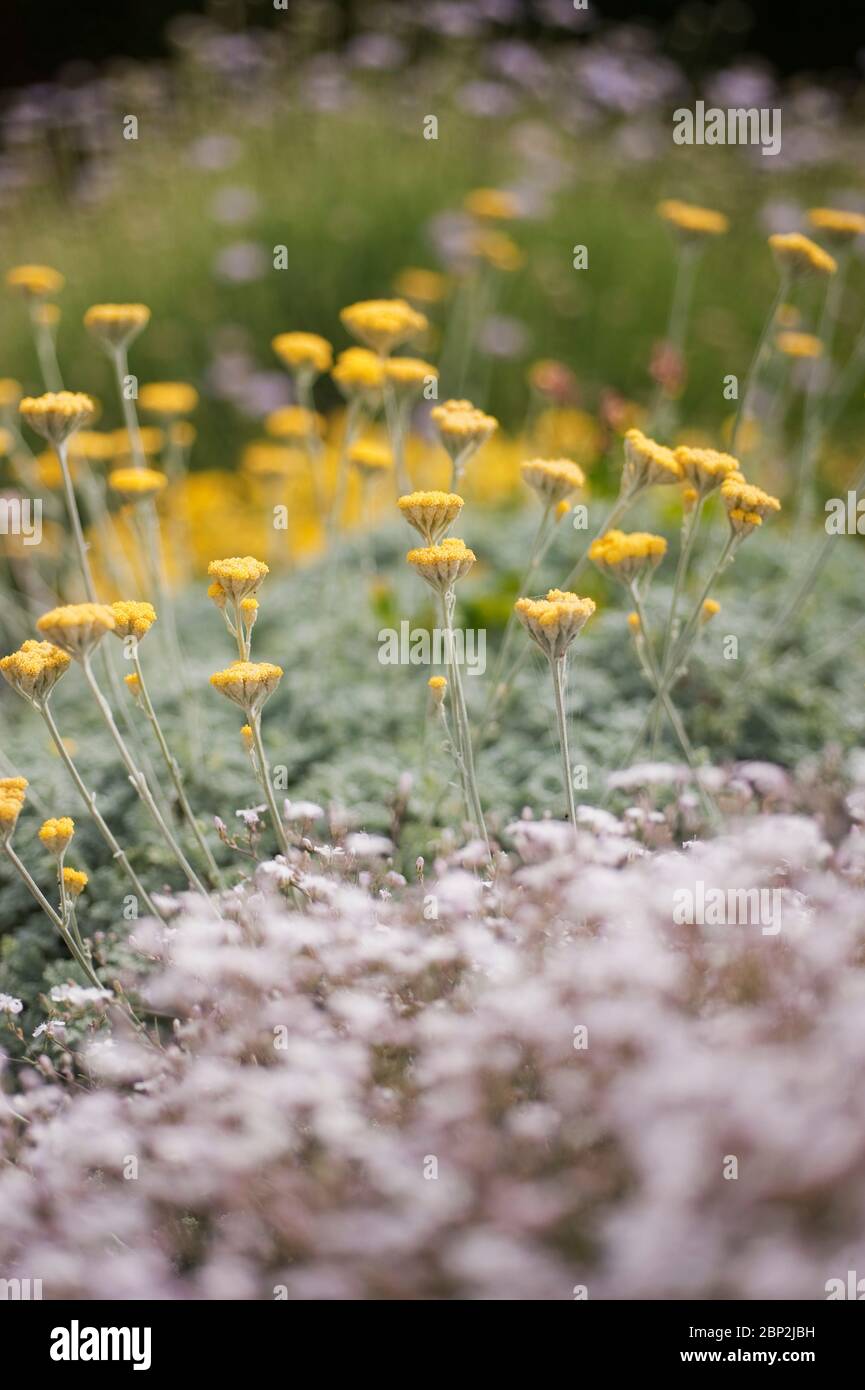 Flowering Yellow Tanacetum argenteum Stock Photo - Alamy