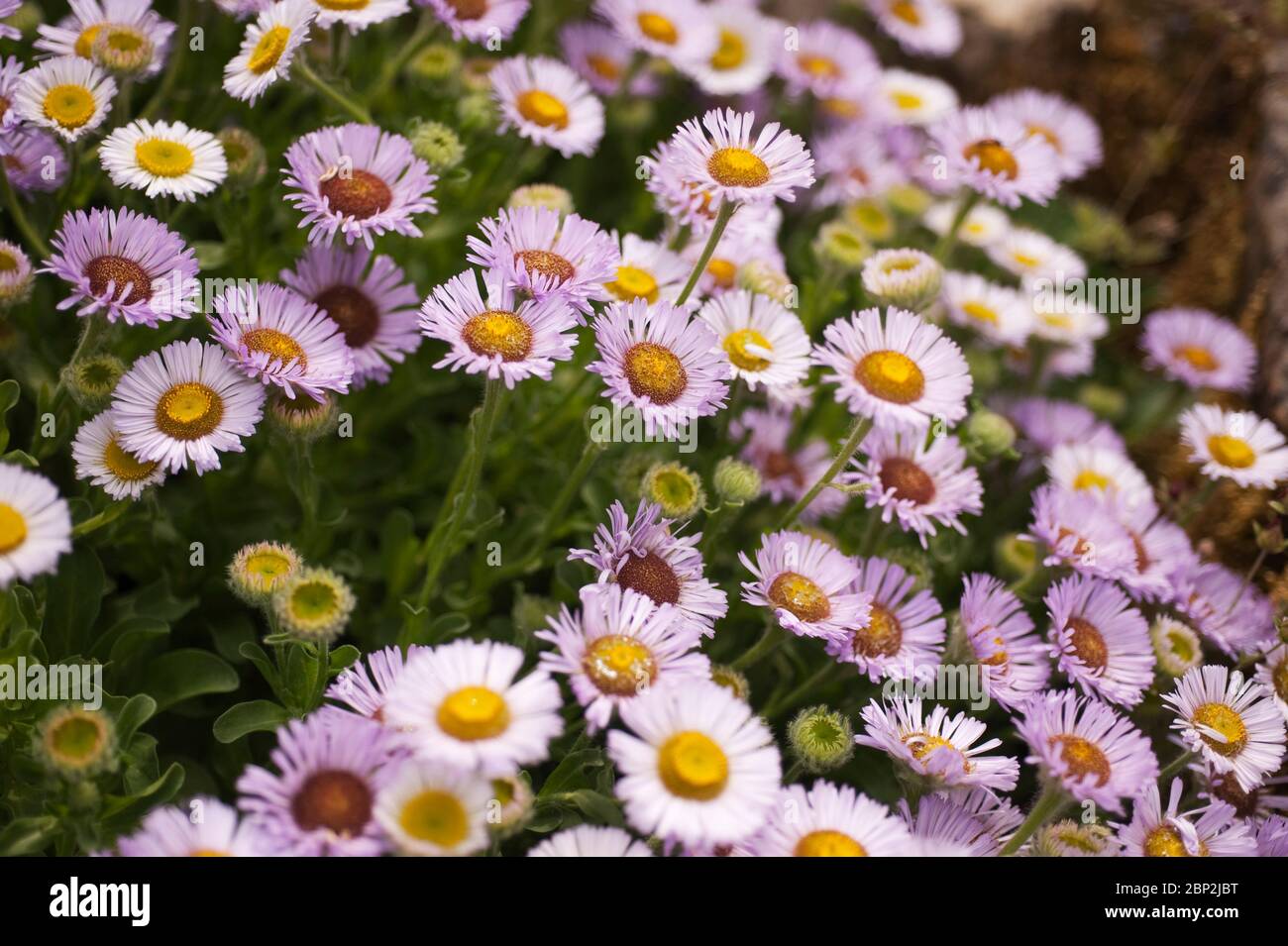 Hills daisy hi-res stock photography and images - Alamy