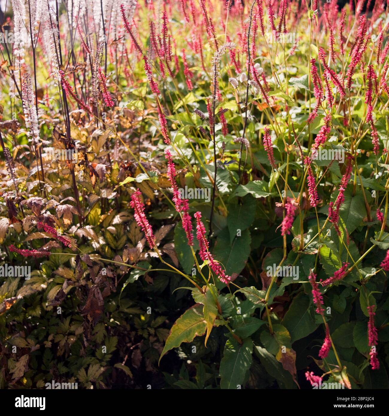 Red bistort (Persicaria amplexicaulis) Firetail Stock Photo - Alamy