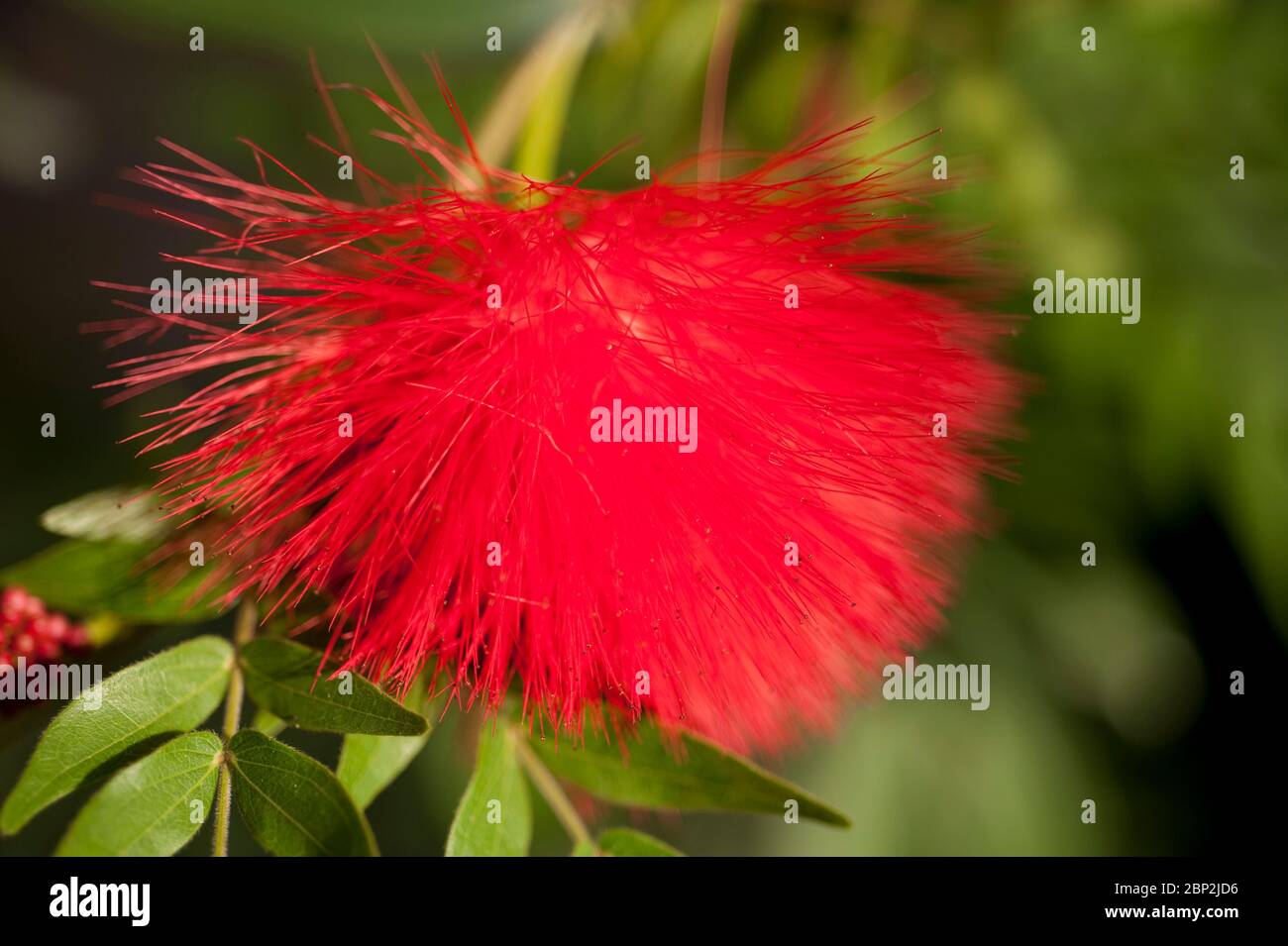 Powder puff tree hi-res stock photography and images - Alamy