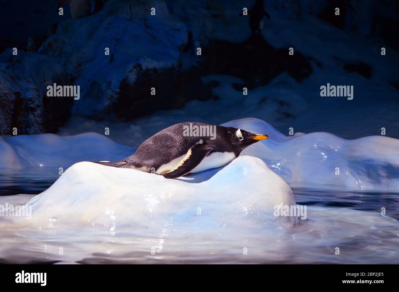 Behavior flow hi-res stock photography and images - Alamy