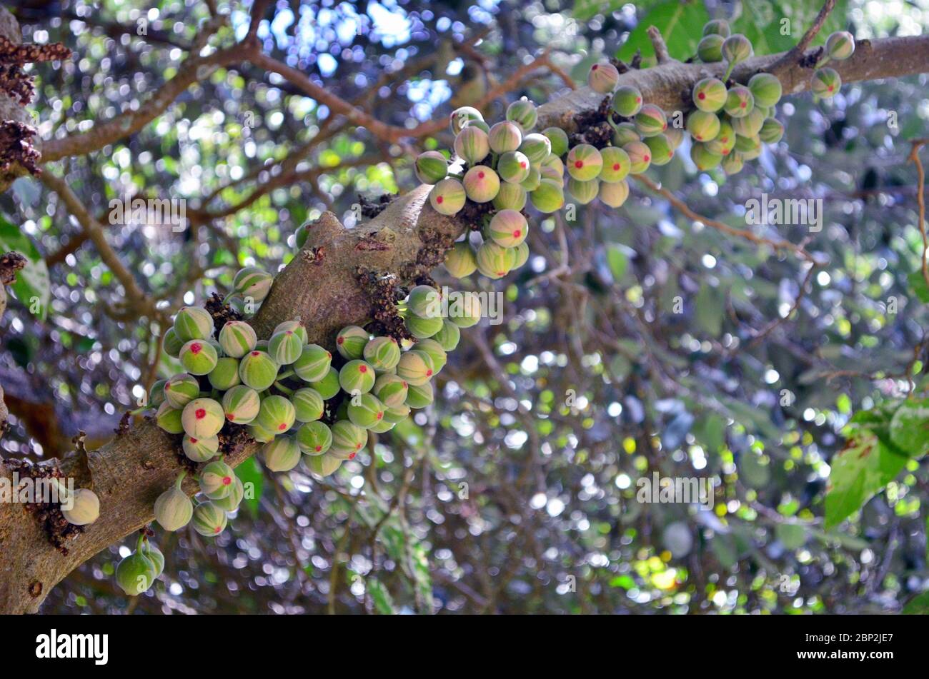 Ficus tree studio hi-res stock photography and images - Alamy