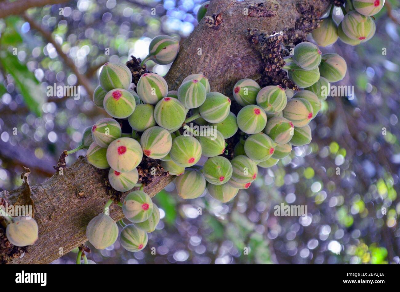 Common Ball Tree High Resolution Stock Photography and Images - Alamy