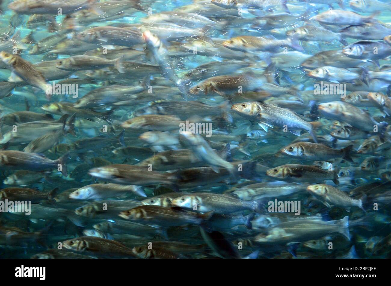 The philippines and sardines hi-res stock photography and images - Alamy