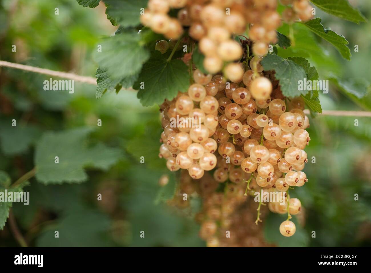 White Currant ‘White Pariel’ Stock Photo - Alamy