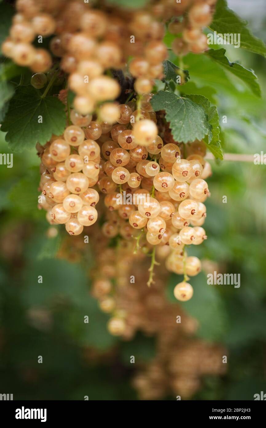 White pariel hi-res stock photography and images - Alamy