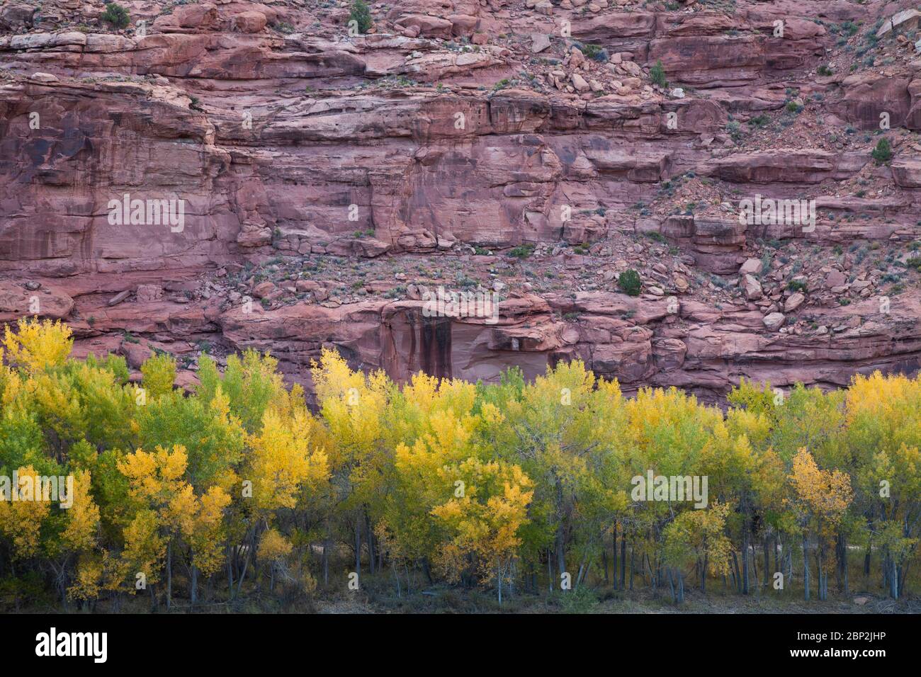 Cottonwood trees turning gold in the fall set against the red rocks of ...
