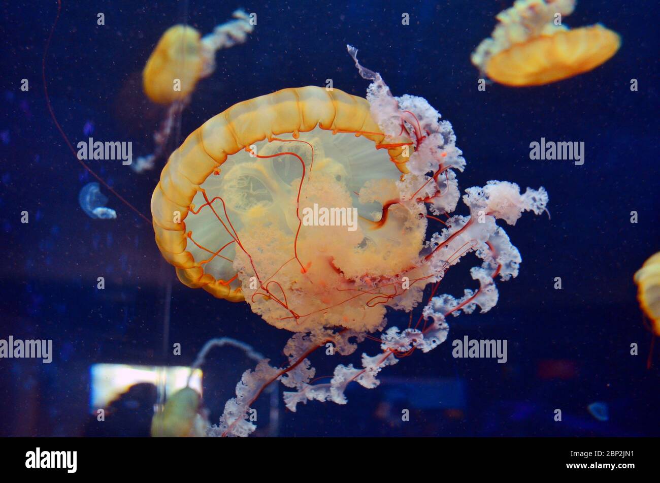 Little jellyfish hi-res stock photography and images - Alamy