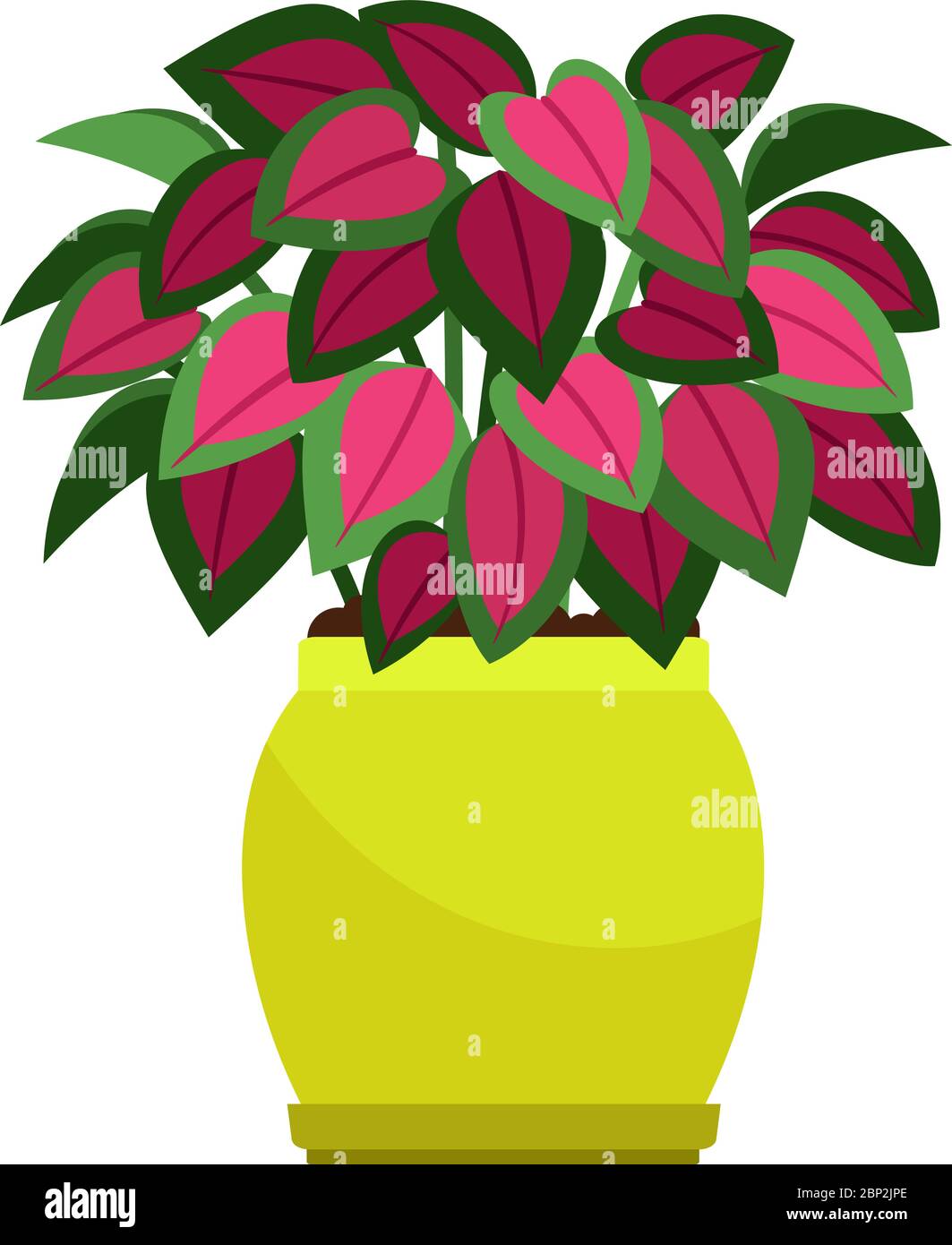 Coleus house plant in flower pot, vector icon on white background Stock ...