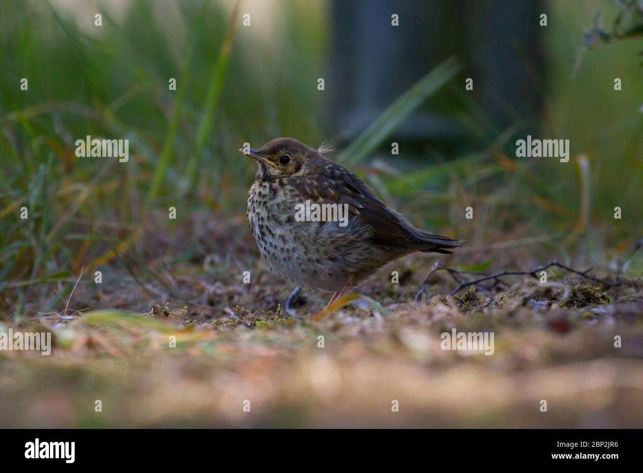 Song Thrush Turdus philomelos. Single fledgling waiting for parent bird ...