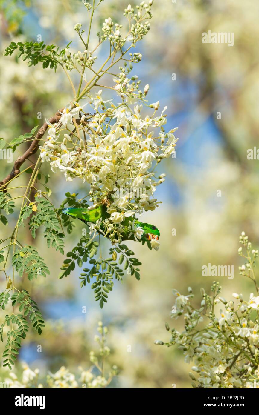 Vernal hanging parrot Loriculus vernalis, adult male, foraging on ...