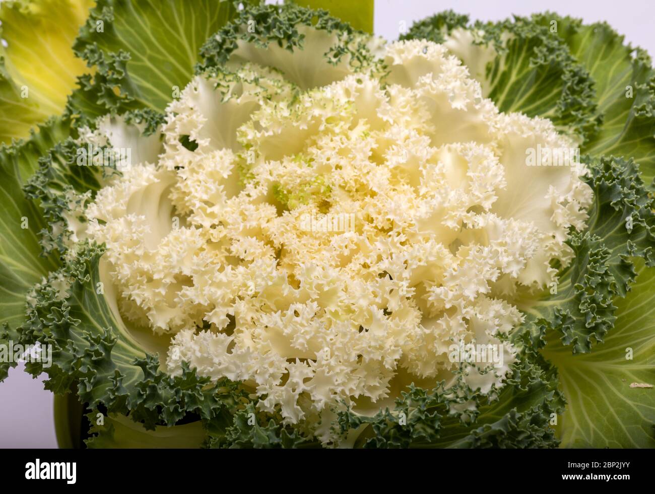 Ornamental White Kale or cabbage on white background Stock Photo - Alamy