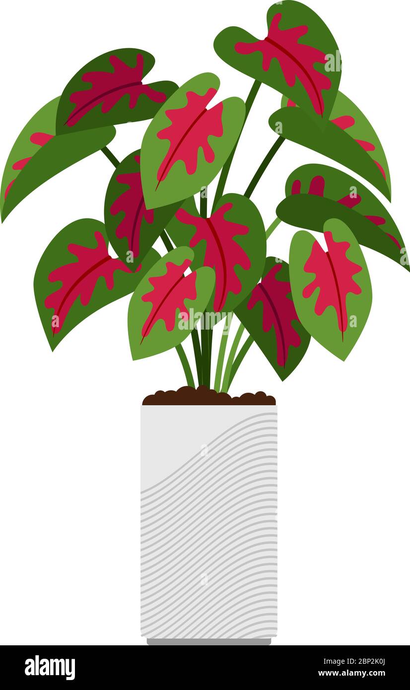 Elephant ear plant leaves Cut Out Stock Images & Pictures - Alamy