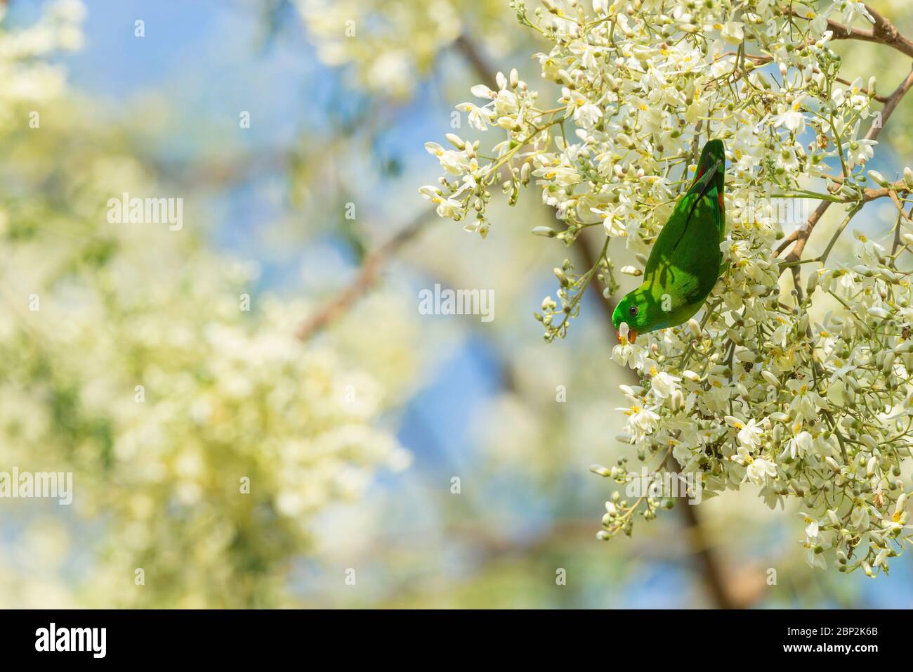 Vernal hanging parrot Loriculus vernalis, adult male, foraging on ...