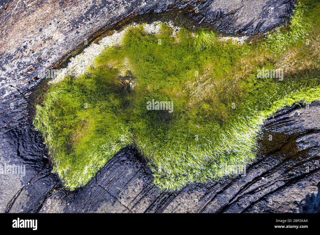 Moss growing in Rock Pools on the Sea at Campbeltown, Scotland, UK ...