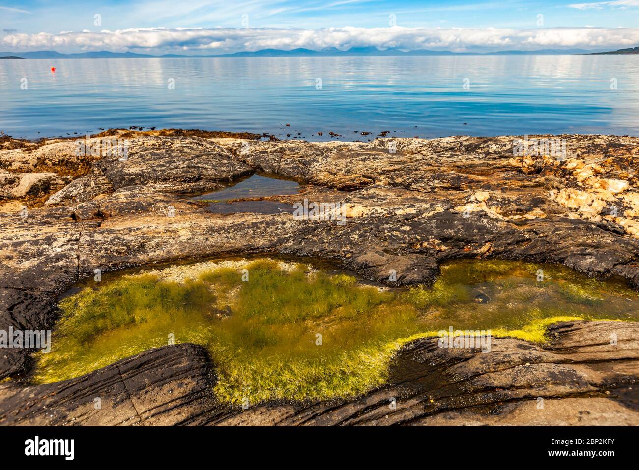Moss growing in Rock Pools on the Sea at Campbeltown, Scotland, UK ...