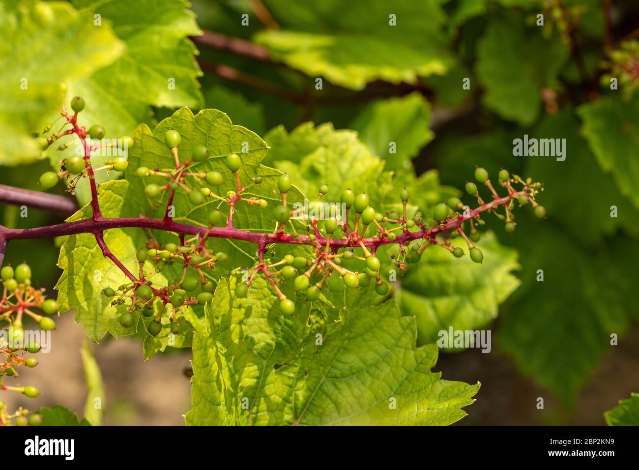 Young grapes in bloom vineyard hi-res stock photography and images - Alamy