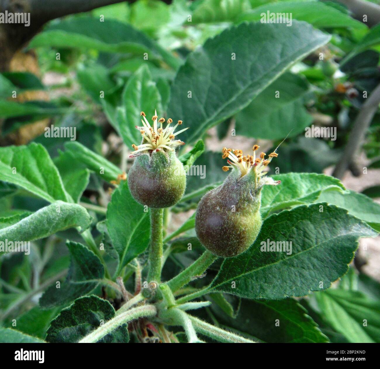 Young ripening apple fruits in orchard hi-res stock photography and ...