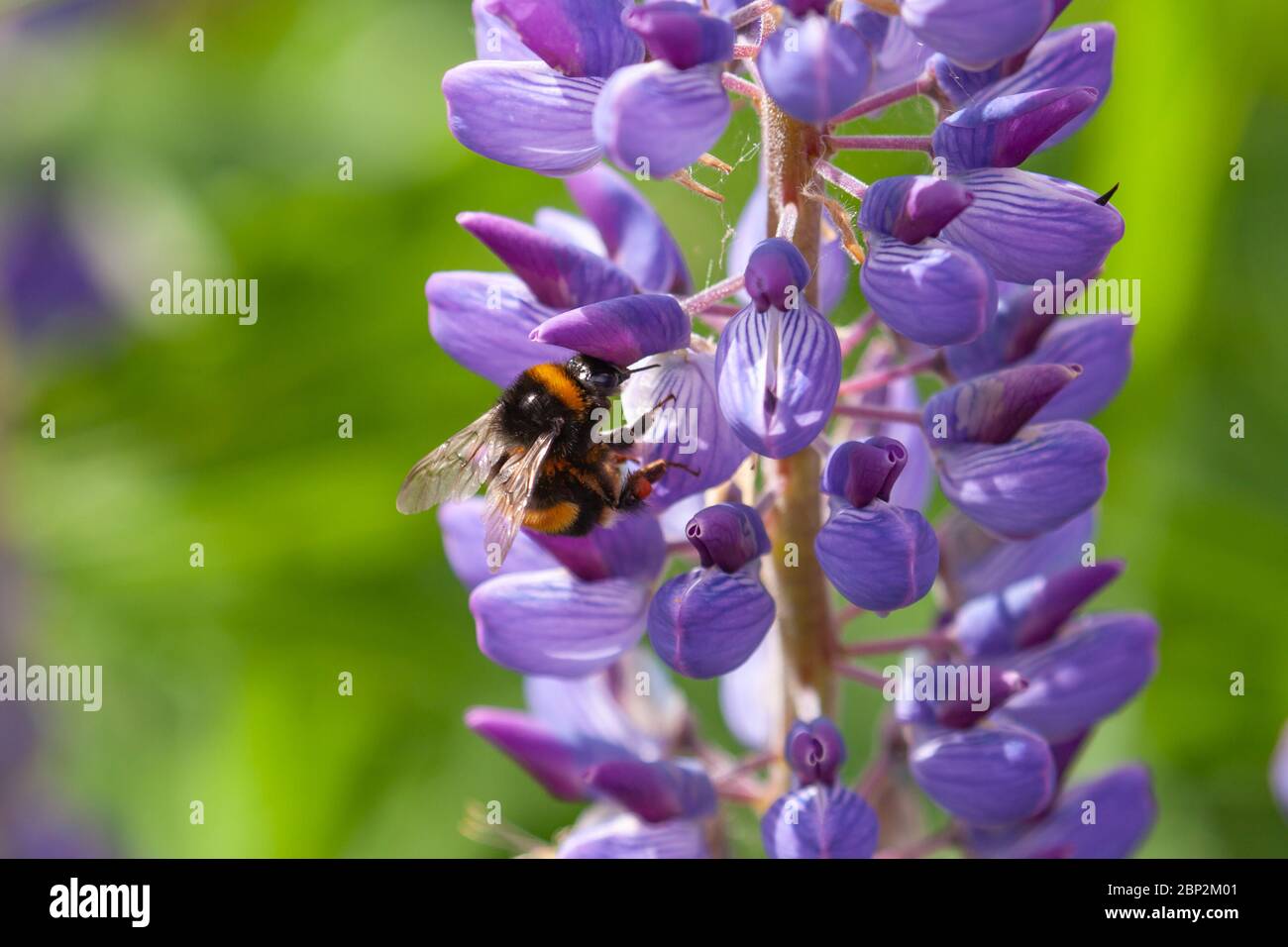 Bumblebee lupin hi-res stock photography and images - Alamy