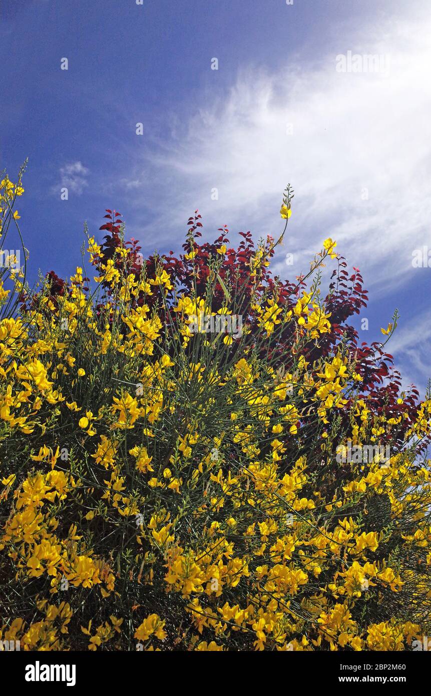 Genisteae flowering in Sardinian garden Stock Photo - Alamy