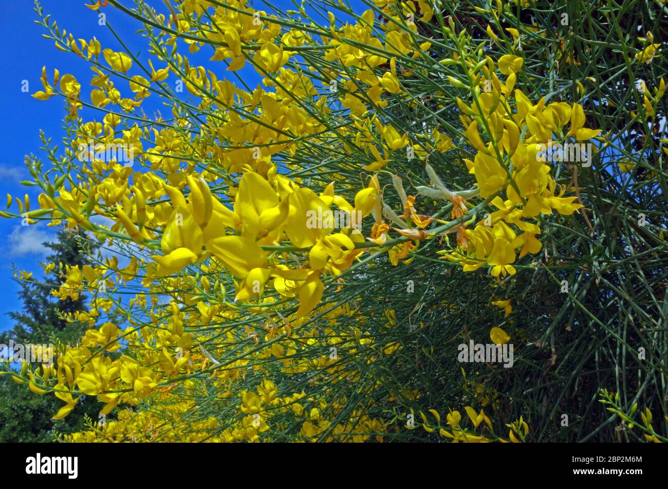 Genisteae flowers hi-res stock photography and images - Alamy