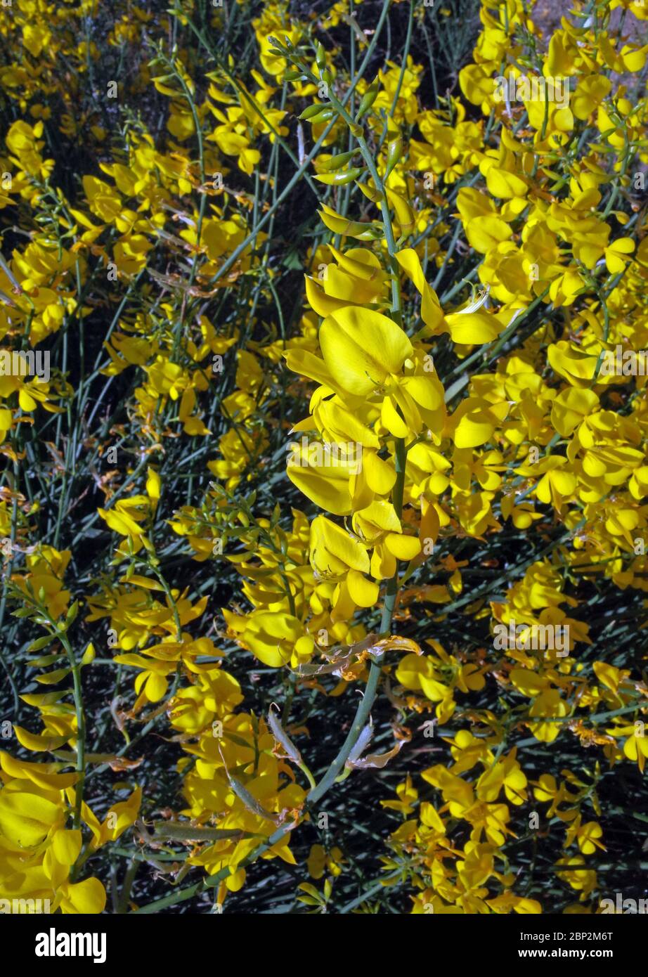 Genisteae flowering in Sardinian garden Stock Photo - Alamy