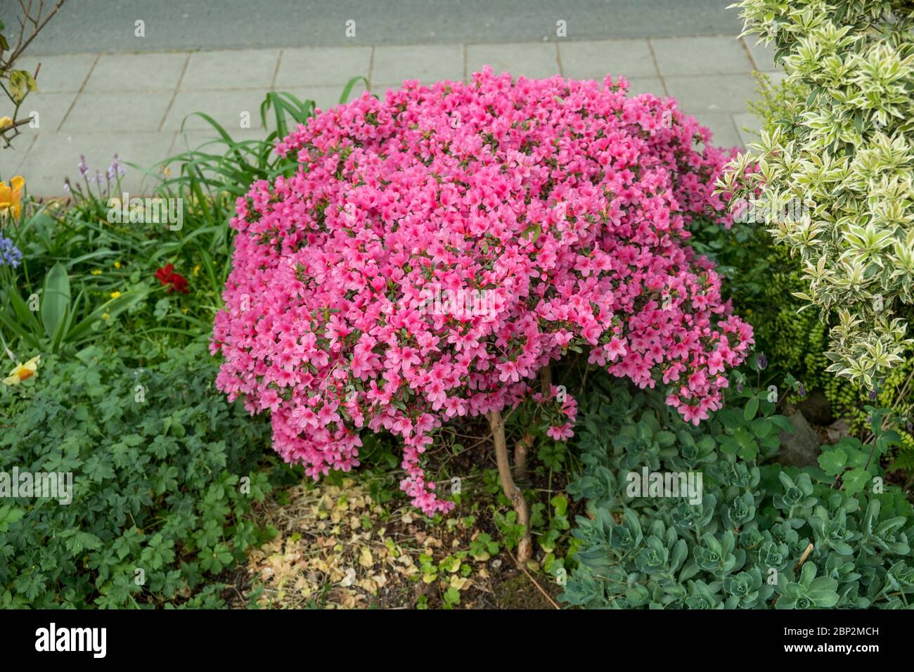 Pink azalea in flower in spring in garden of house, UK Stock Photo - Alamy