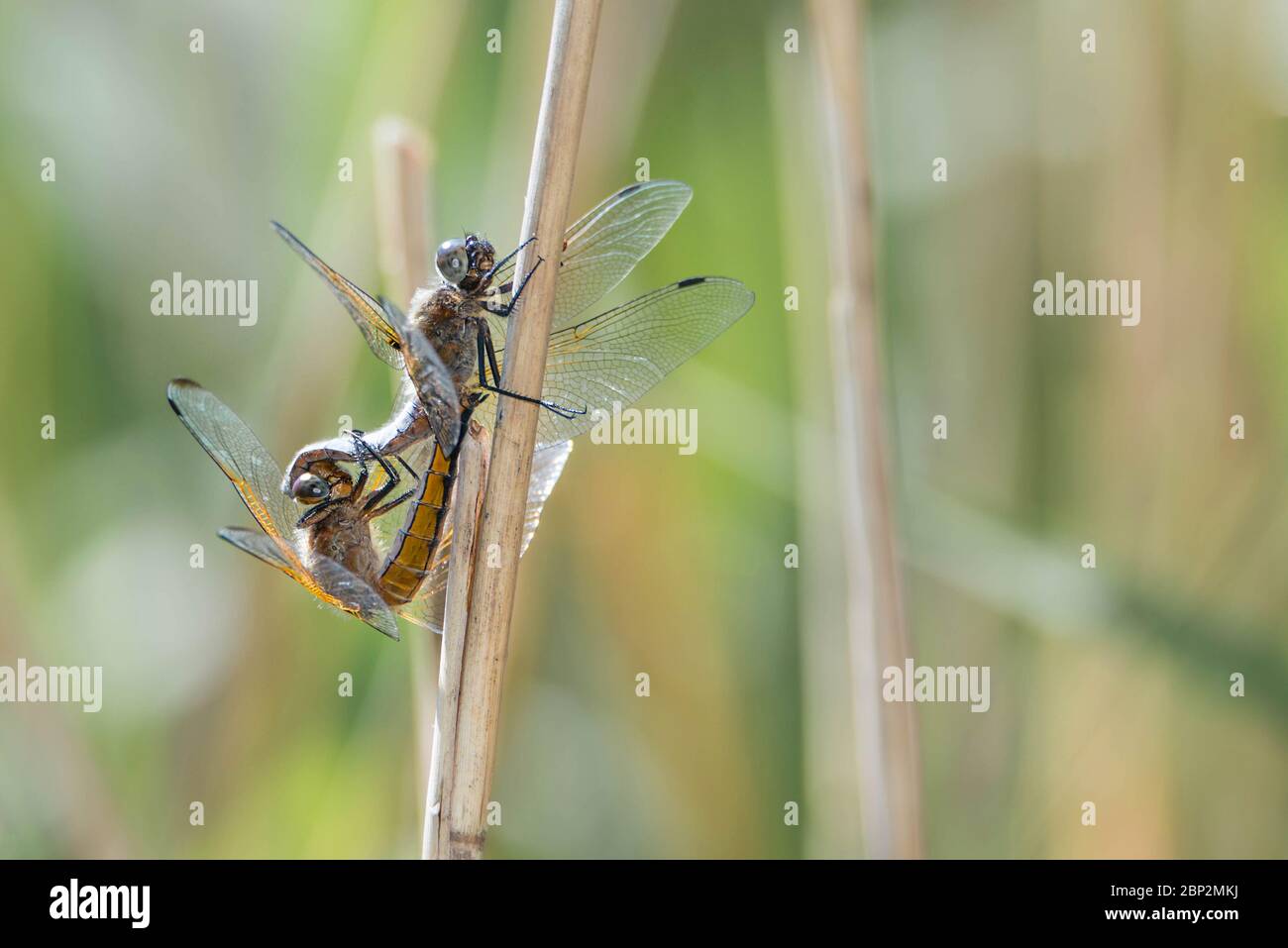 Dragonflies mating, nature reserve Haff Reimich in Luxembourg Stock ...