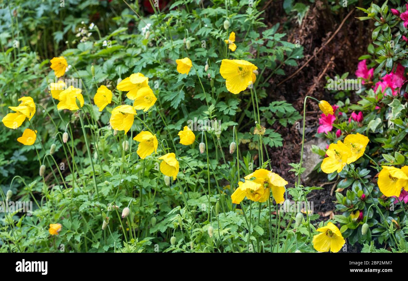 Plant petals garden hi-res stock photography and images - Alamy