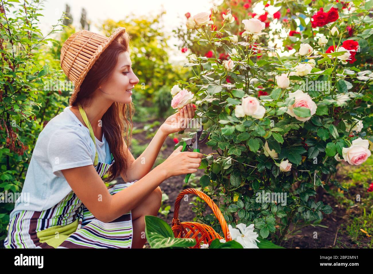 Woman gathering flowers in garden. Gardener cutting roses off with ...