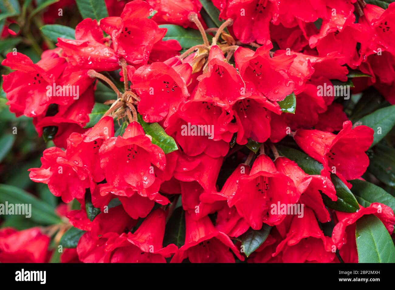 Red azalea flowers covered in raindrops Stock Photo - Alamy