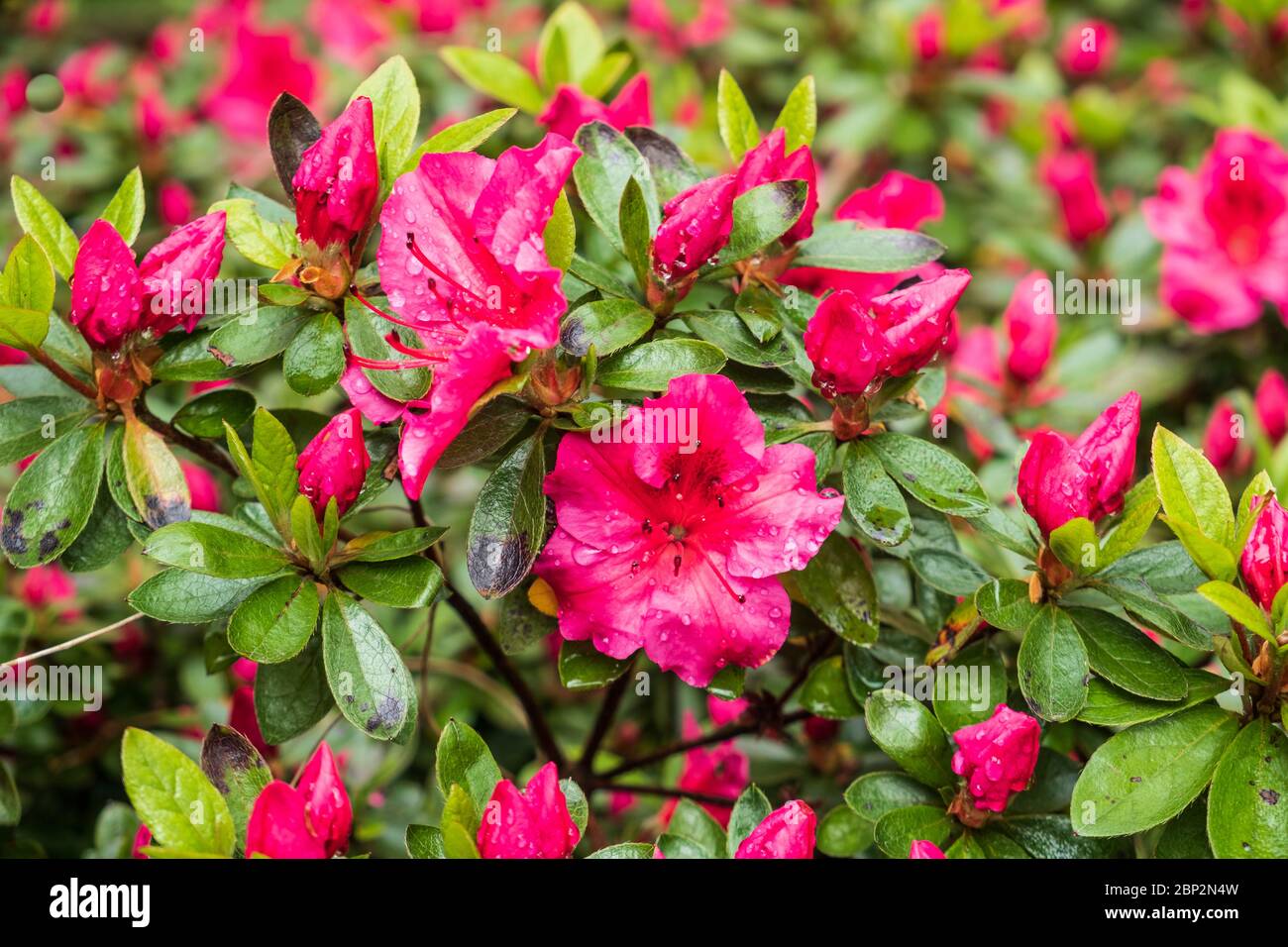 Red azalea flowers covered in raindrops Stock Photo - Alamy