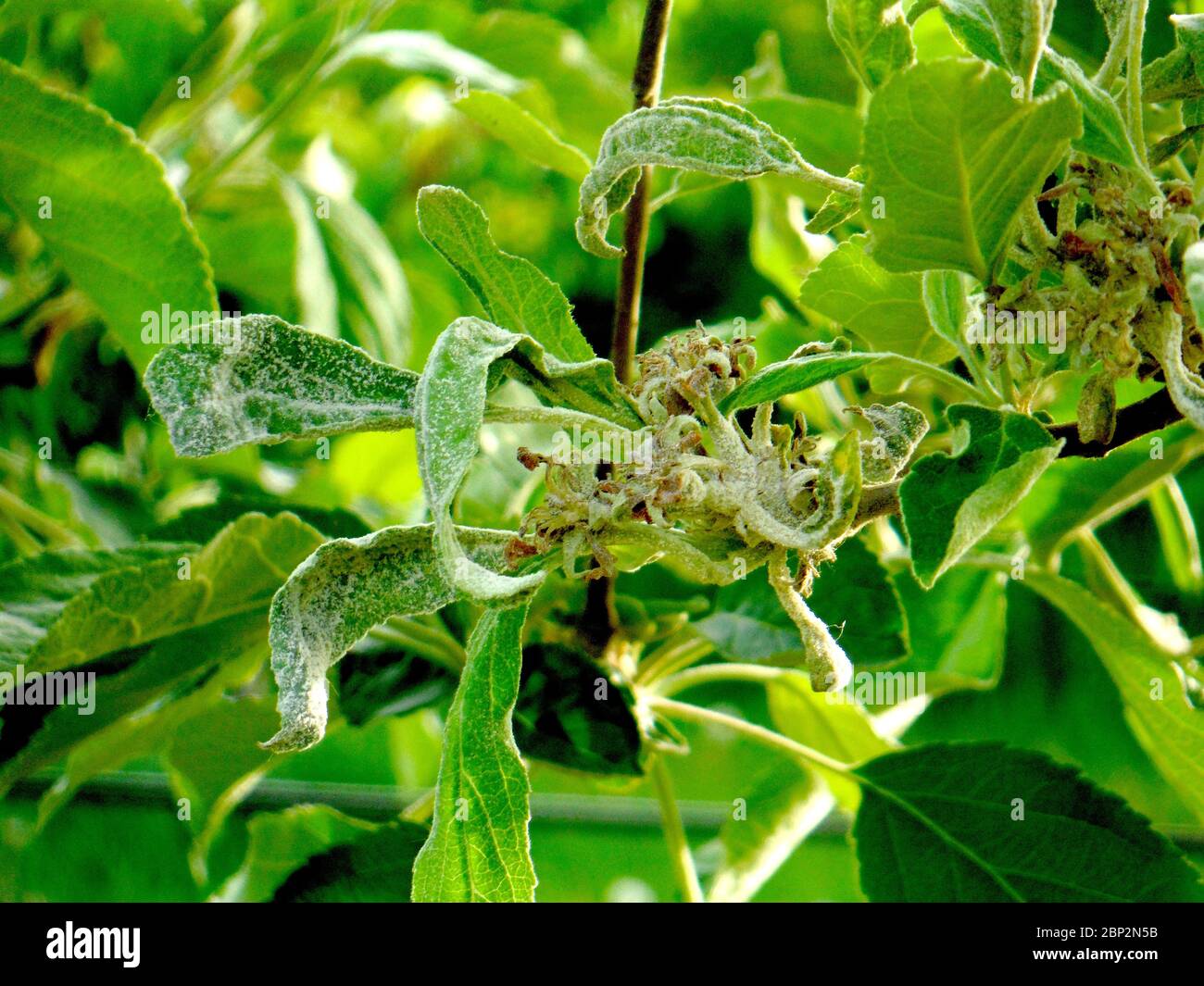 powdery mildew ,Podoshpaera leucotricha on an apple tree Stock Photo ...