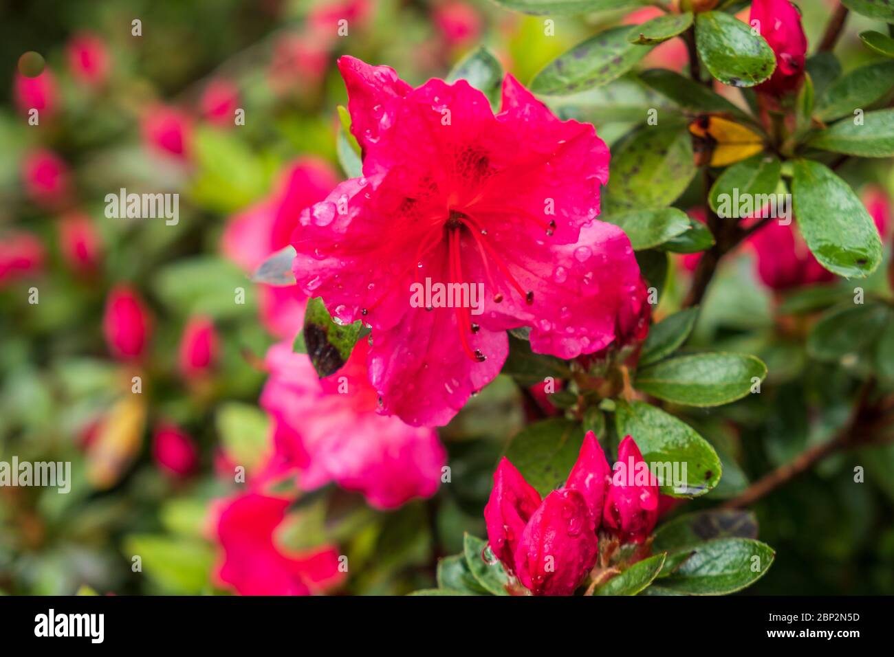 Red azalea flowers covered in raindrops Stock Photo - Alamy