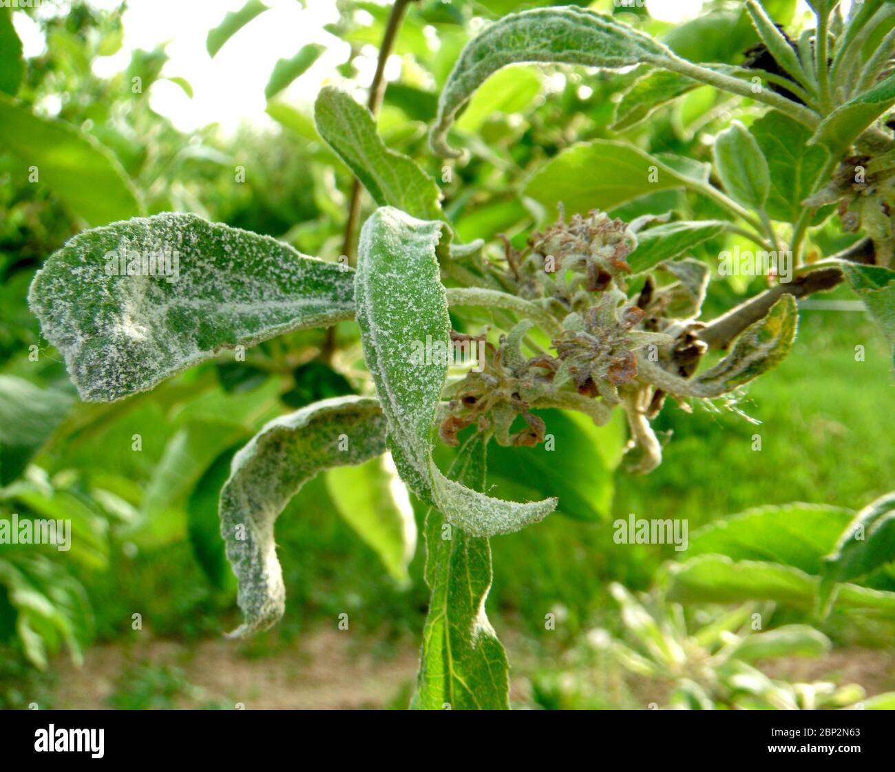 powdery mildew ,Podoshpaera leucotricha on an apple tree Stock Photo ...