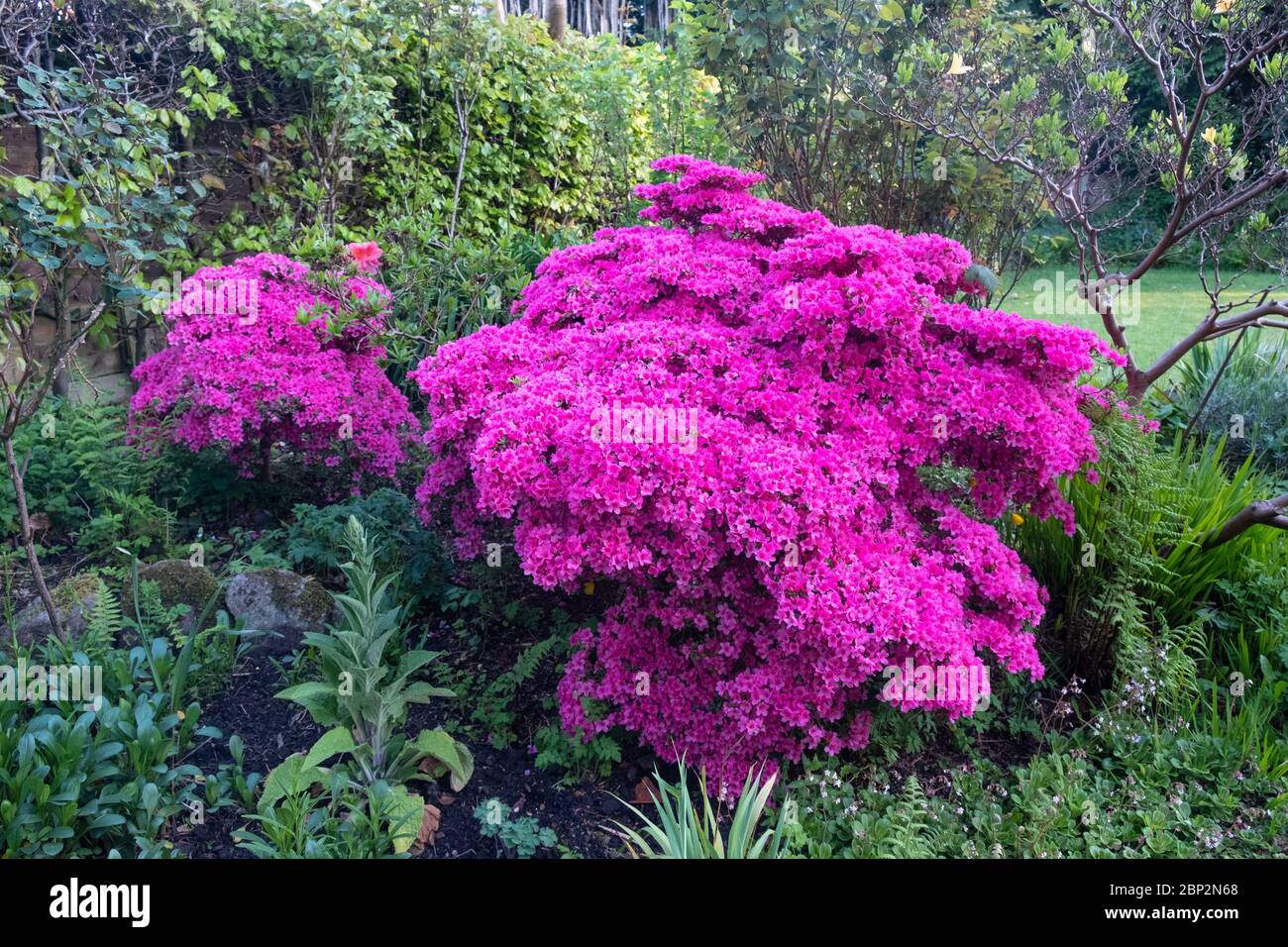 Red azaleas blooms hi-res stock photography and images - Alamy