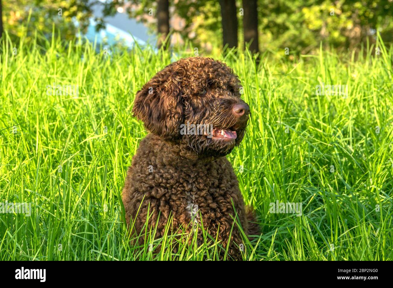 Water dog hi-res stock photography and images - Alamy
