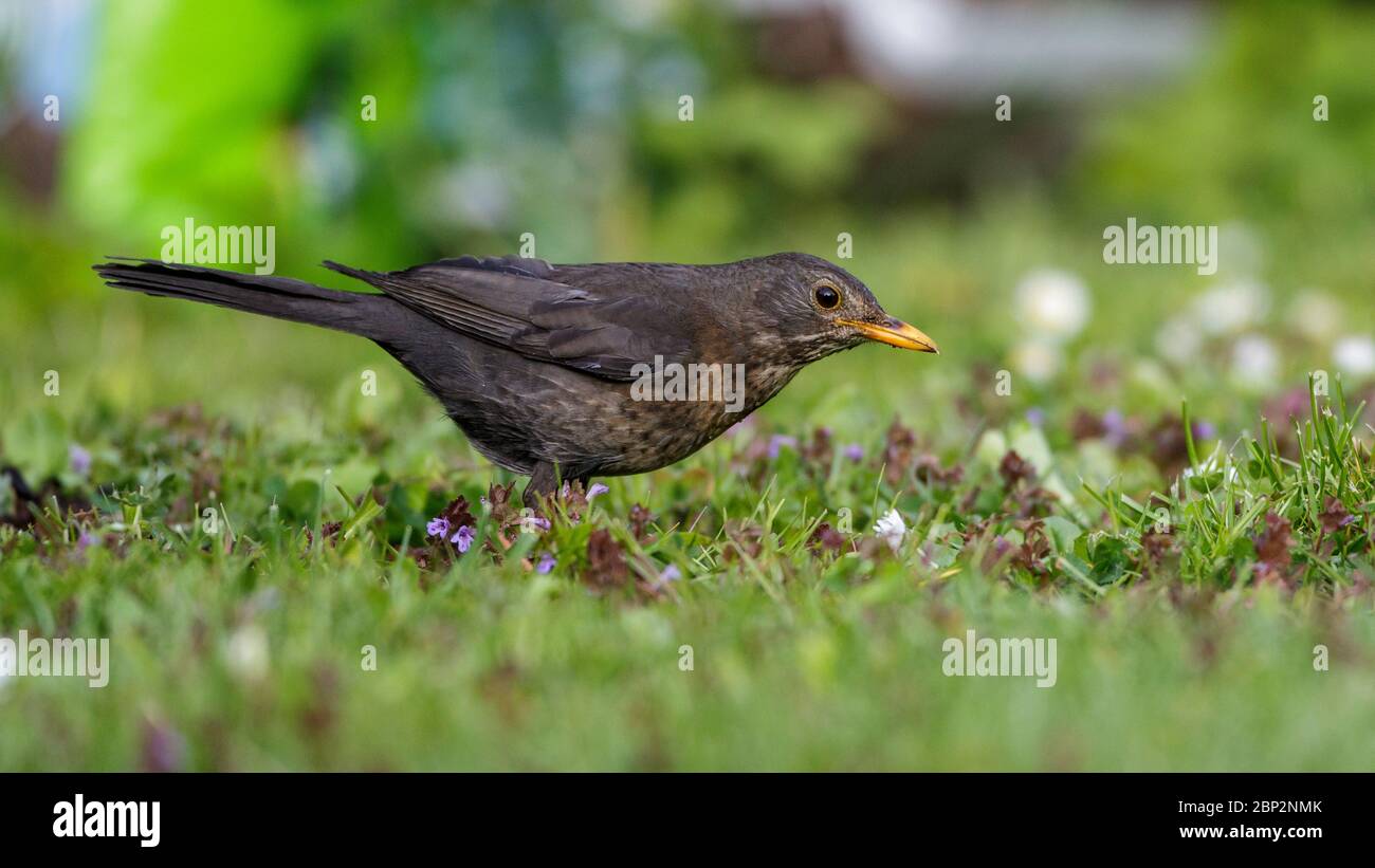 Amsel turdus merula turdidae hi-res stock photography and images - Alamy