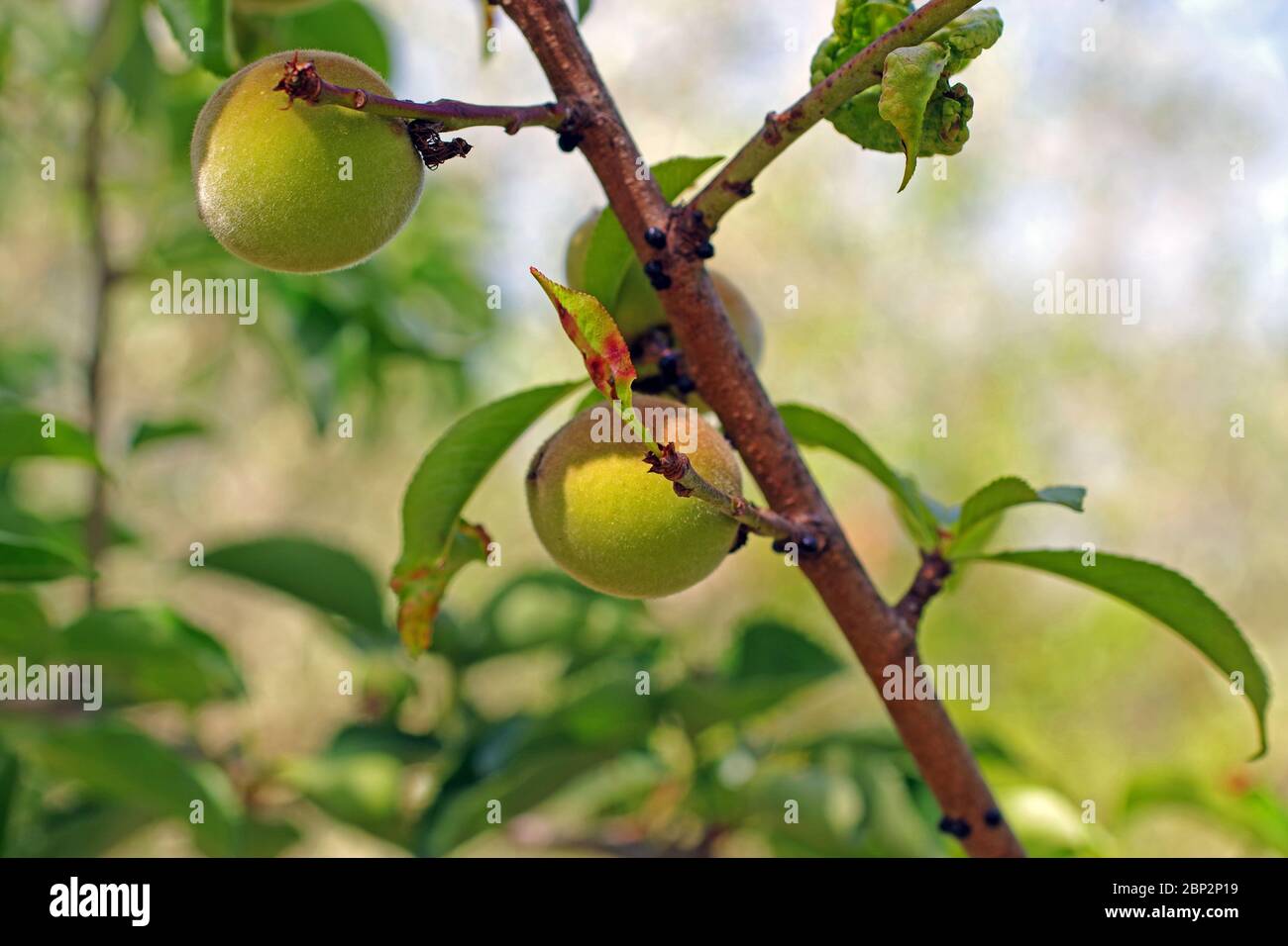 Peach tree italy hi-res stock photography and images - Alamy