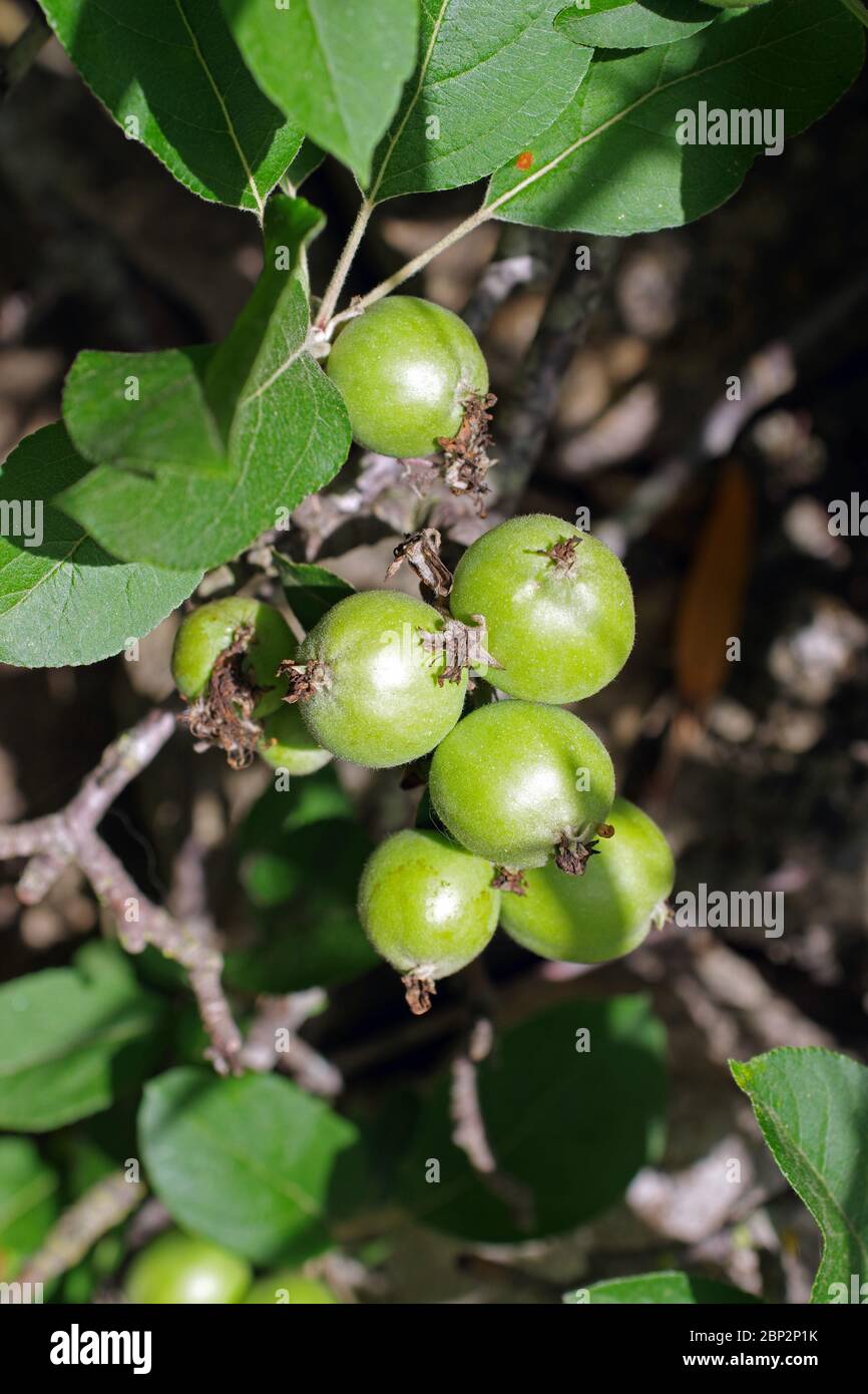 Apple tree in spring in Sardinia, Italy Stock Photo - Alamy
